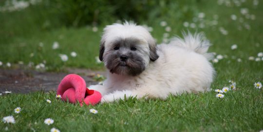 7 things to know about the Lhasa Apso temperament | LhasaLife