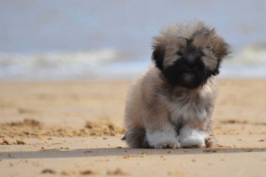 LhasaLife | Dog articles, nutrition, advice and reviews