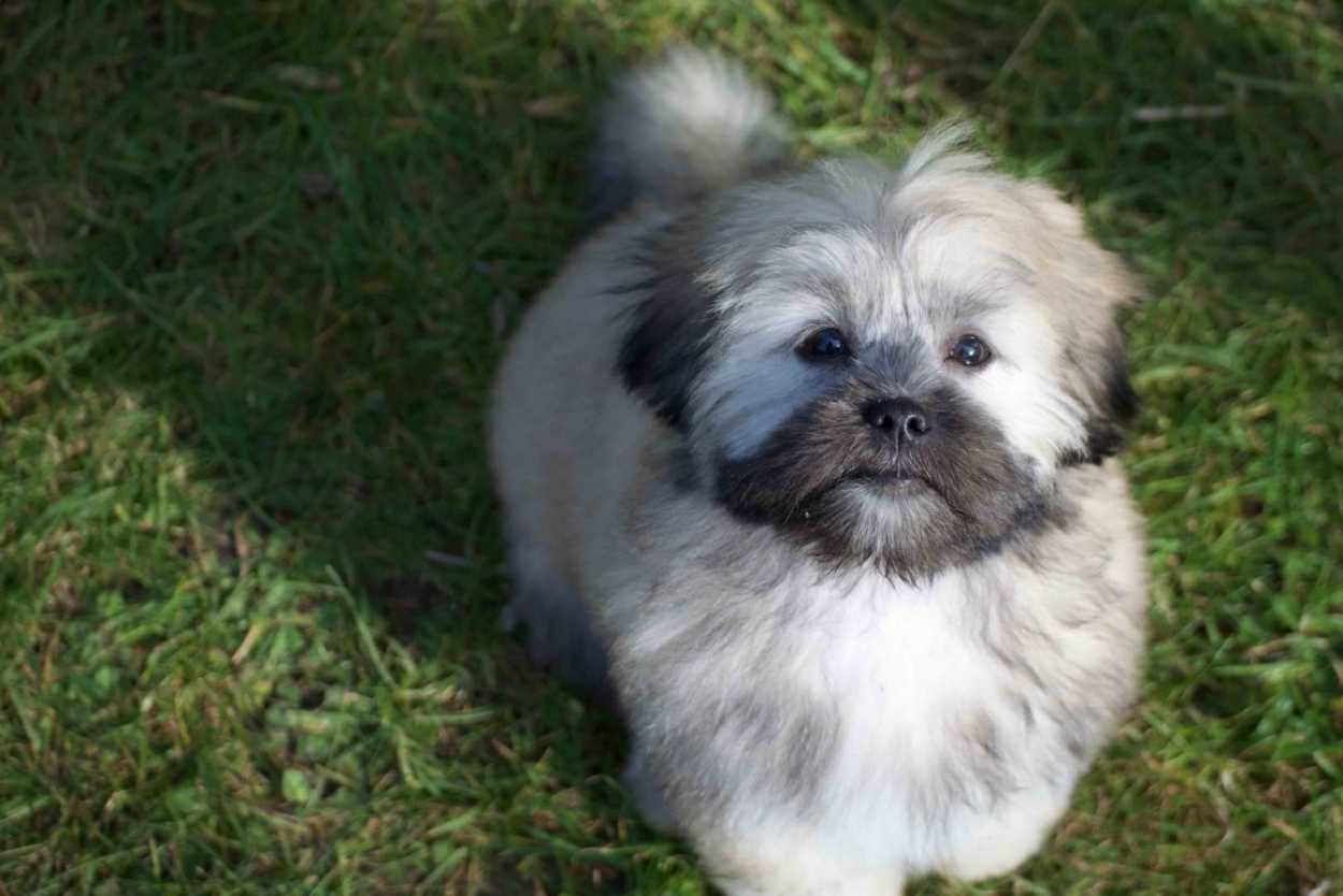 LhasaLife | Dog articles, nutrition, advice and reviews