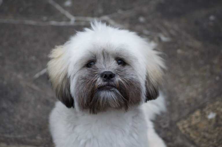 Lhasa Apso 101: Everything You Need to Know About Tibet’s Guardian Dogs ...
