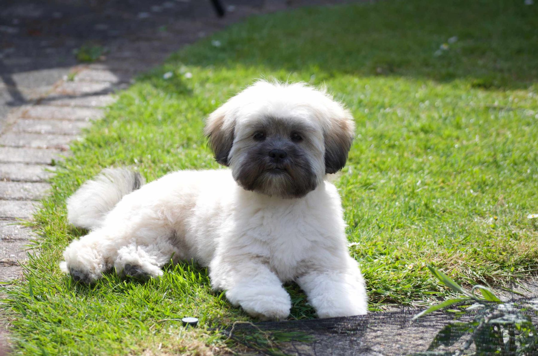 LhasaLife.com - Poppy the Lhasa Apso - Dog Blog - Tales of a Lhasa Apso