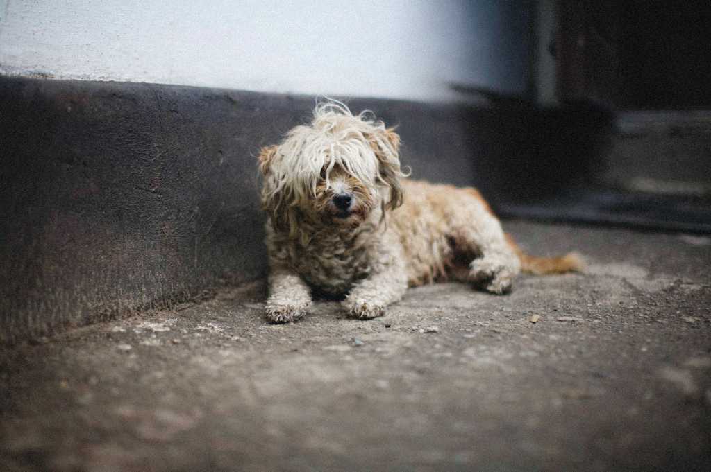 LhasaLife | Dog articles, nutrition, advice and reviews